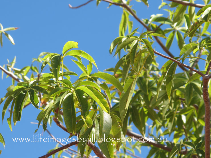 Life Images by Jill: The Boab tree - Adansonia gregorii
