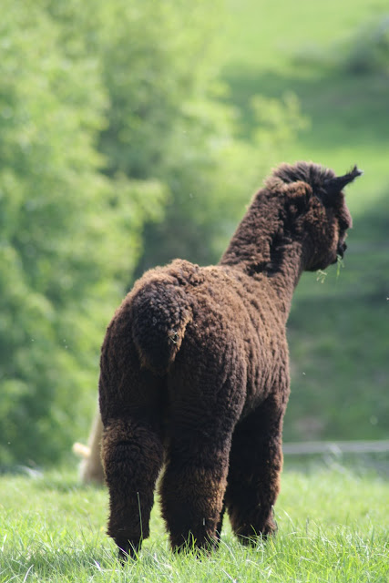 PATOU ALPACAS BLOG - Ramblings from an Alpaca Farm in south Wiltshire ...