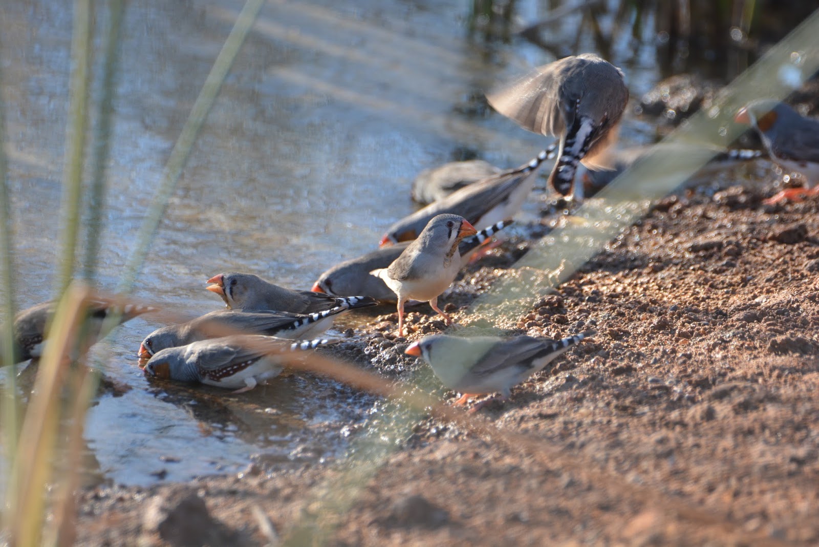 Arthur Stace: TWITCHING AND BIRD WATCHING