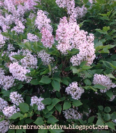 Our Hopeful Home: Lilacs in Bloom