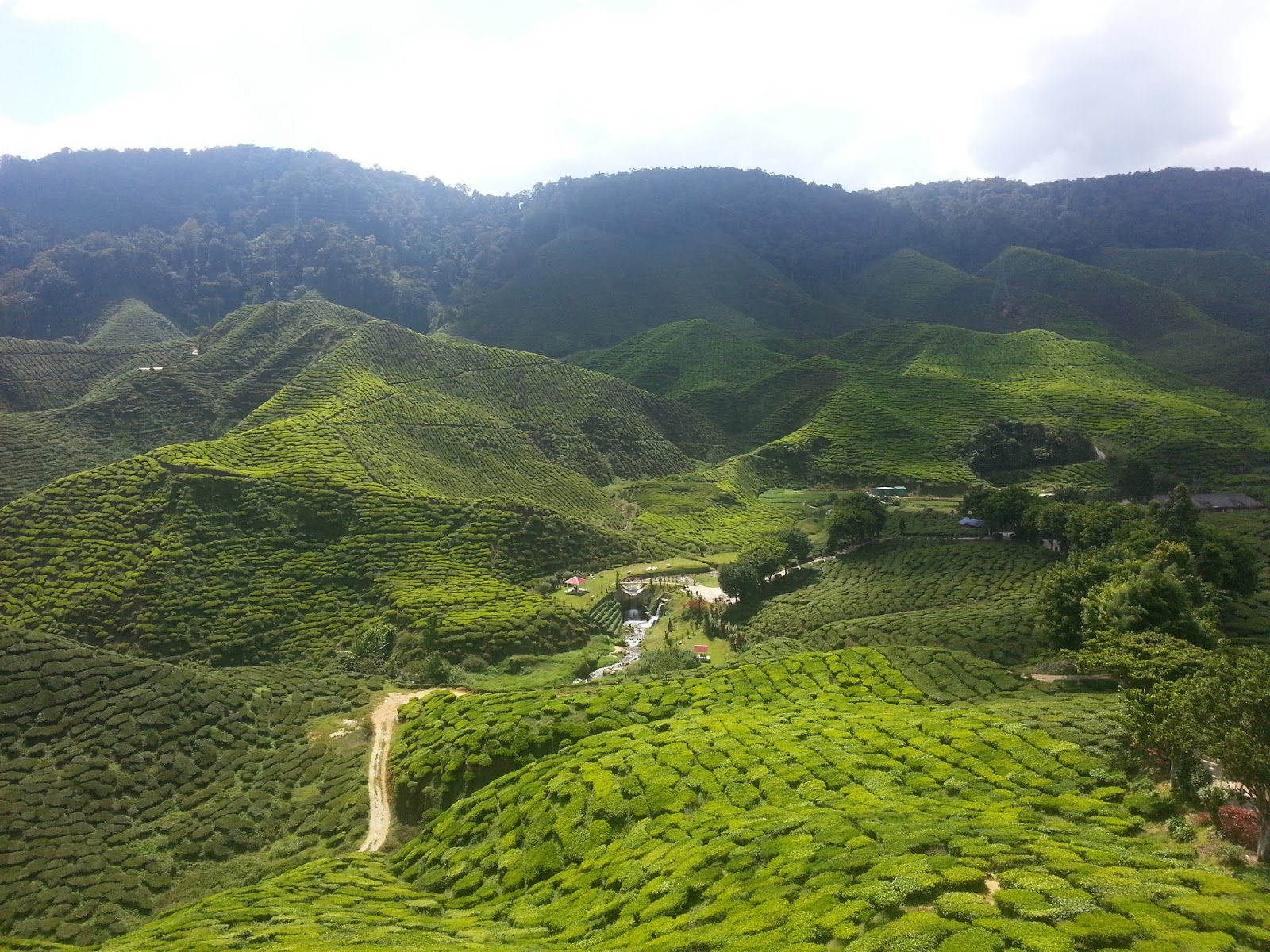 HasifRahman: CAMERON HIGHLAND SITE VISIT