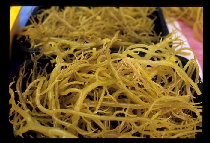 Rumput Laut Indonesia: Edible seaweed di berbagai tempat dengan ...