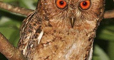 Tierra de lechuzas, búhos, mochuelos, autillos, cárabos: Autillo ...