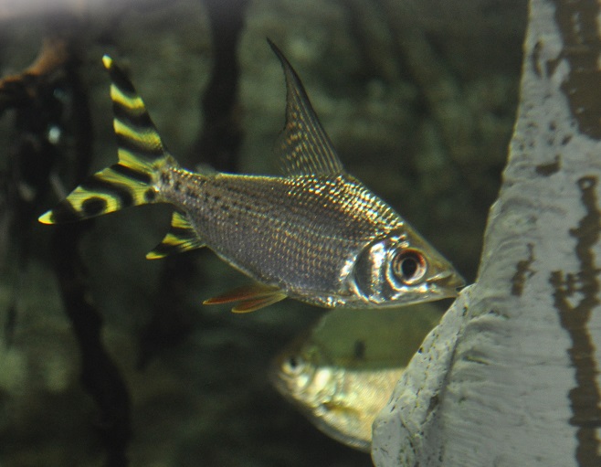 ZOOTOGRAFIANDO (6.100 ANIMALS): COLA DE BANDERA PLATEADO / SILVER ...