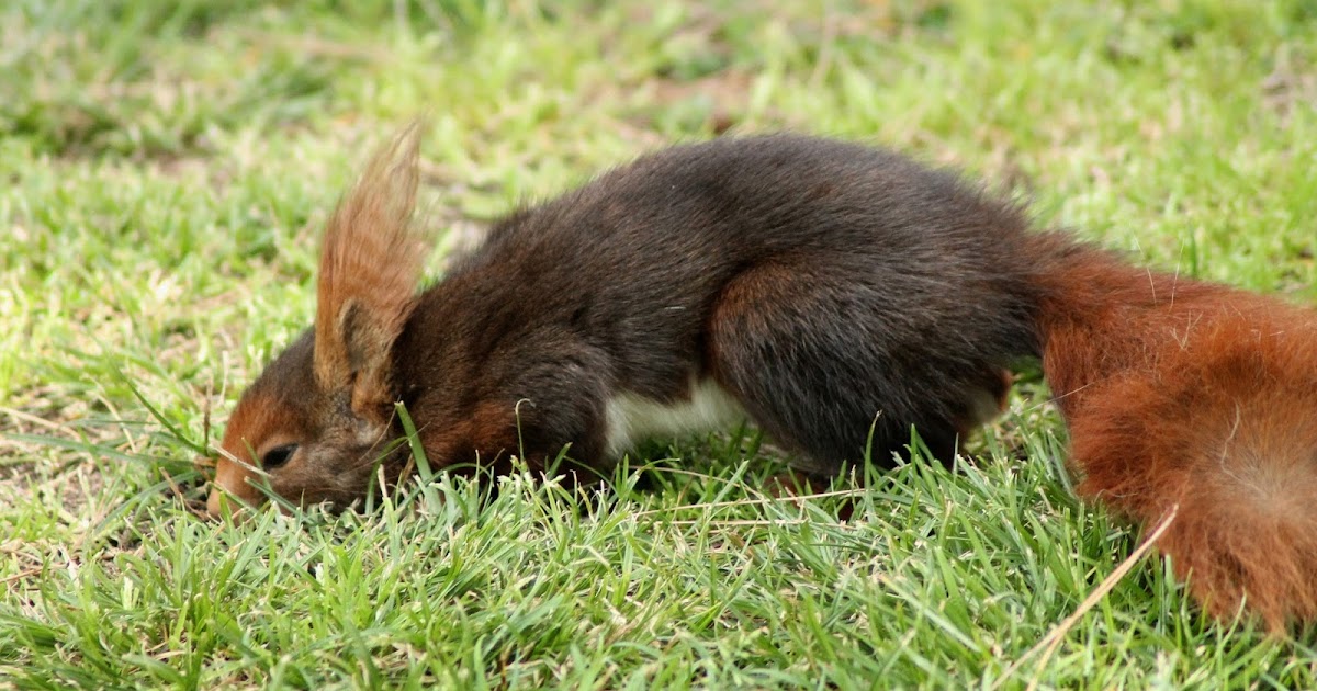 Zoo Volunteer: Spain 24: Red? Squirrel