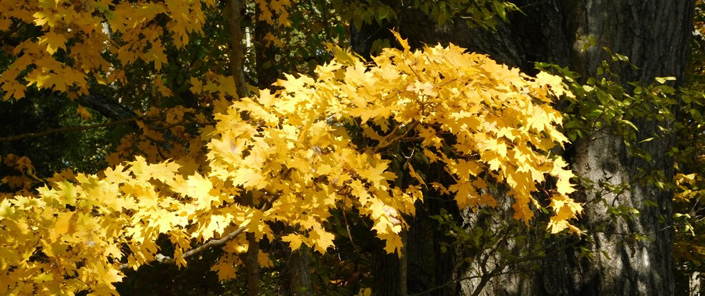 The Opulent Opossum: Marideth Sisco: She Seems Like an Old Friend