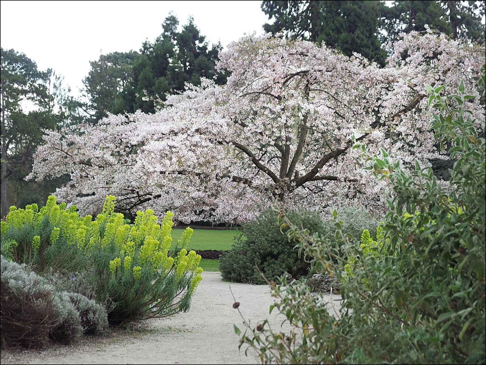 "By Stargoose And Hanglands": March Flower, March Tree