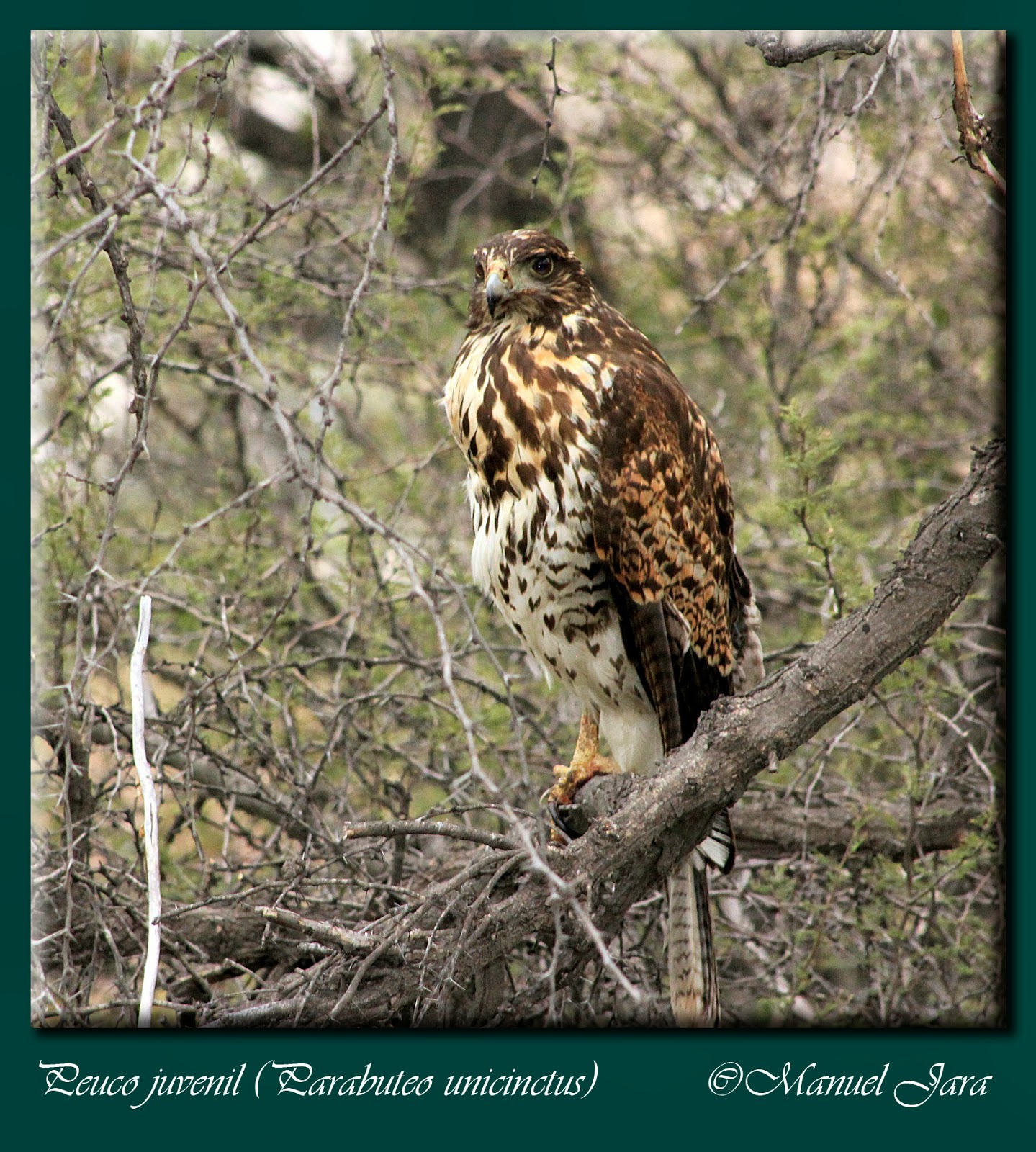 Fotografia de fauna chilena: Peuco (Parabuteo unicinctus)