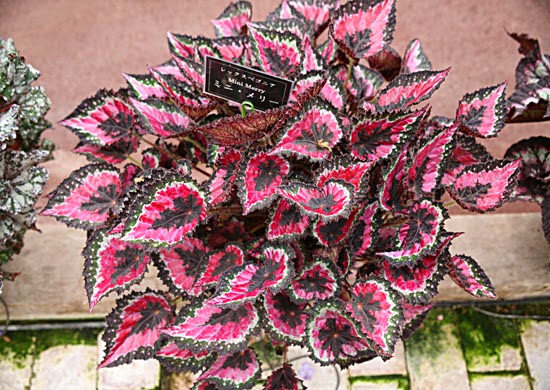 Всё о бегониях и не только...: Begonia rex 'Mini Merry'