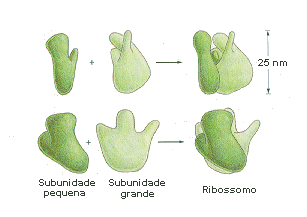 Toda a Biologia: Organelas - Ribossomos
