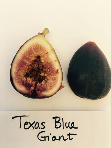Texas Blue Giant FIg - Var Tin