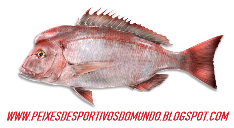 PEIXES DESPORTIVOS DO MUNDO: O PARGO CAPATÃO - Dentex gibbosus ...