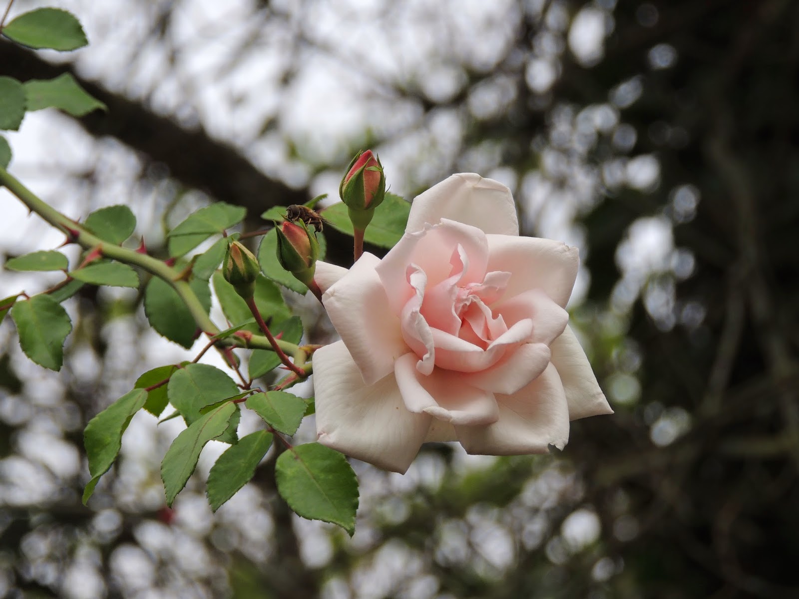 IL ETAIT UN PETIT JARD'AIN ...: GUERRE DES ROSES