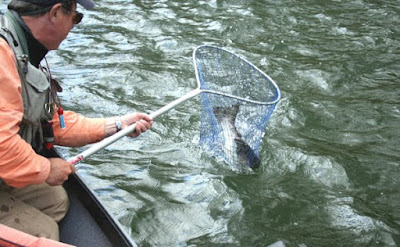 Scoop - definition and meaning with pictures | Picture Dictionary & Books