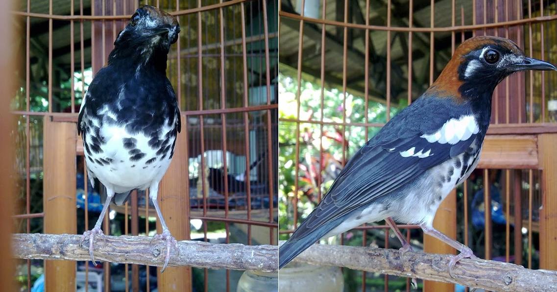 Tips memaksimalkan kicauan burung anis kembang - KICAU BURUNG