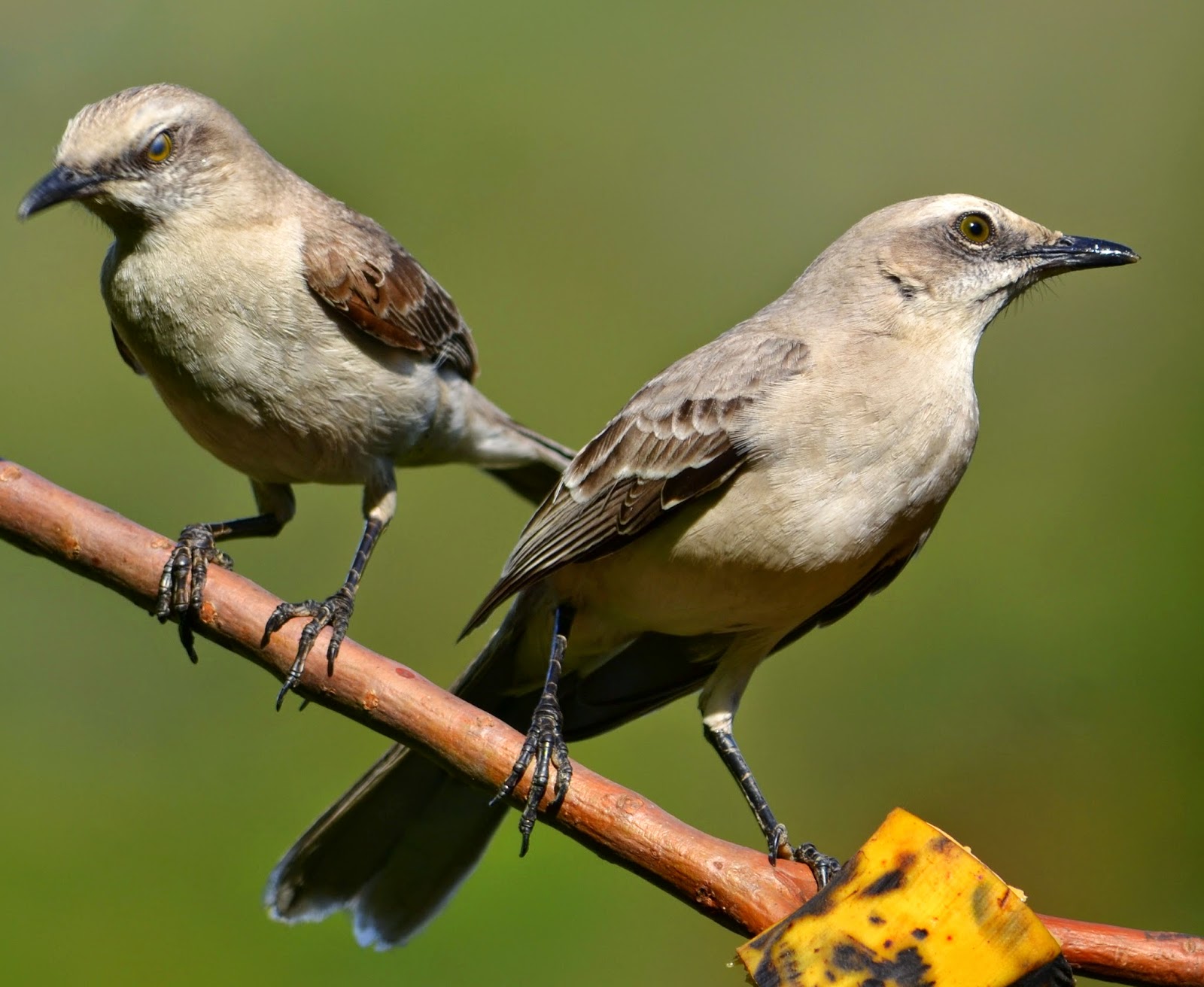 Aves de Jardín . Birds in our garden: Como se llama este pajarito?