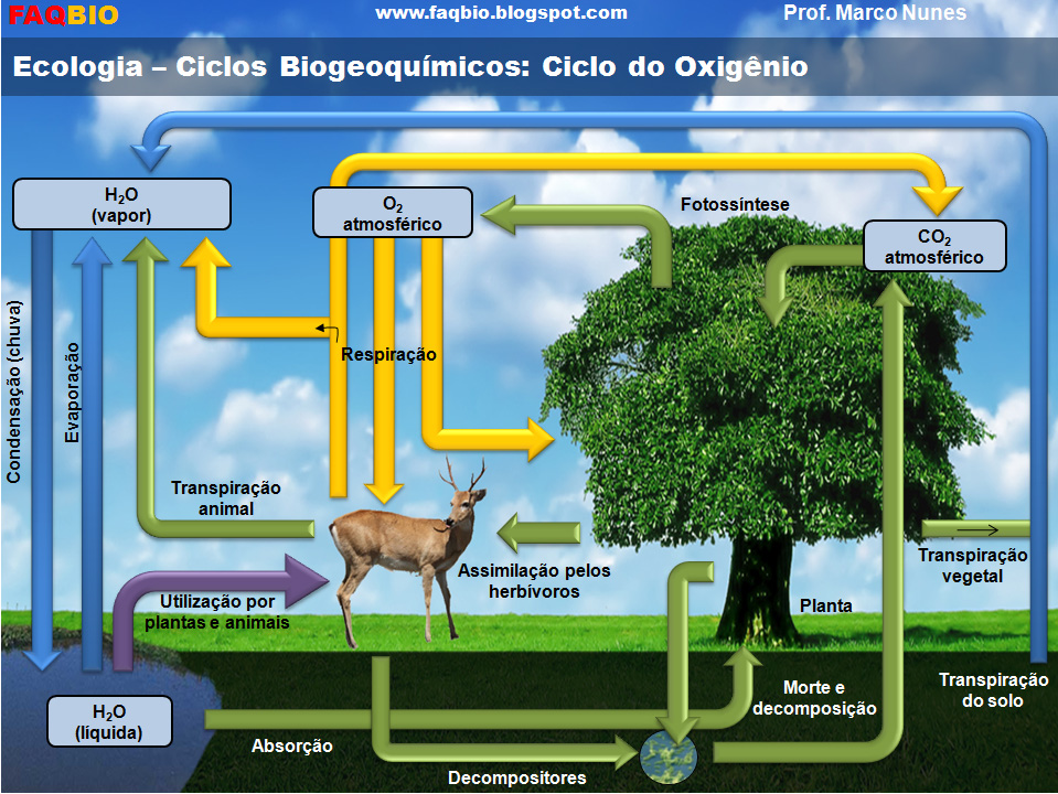 CICLOS BIOGEOQUÍMICOS - RESUMO TERCEIROS ANOS