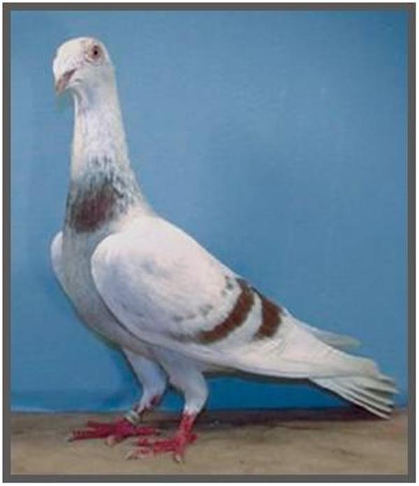 Polish Bagdad | BD PIGEONS