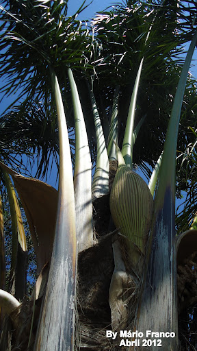 Meu Cantinho Verde: INAJÁ - ( Attalea maripa )