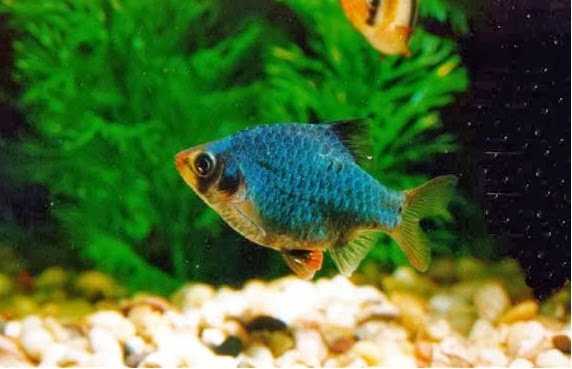 Green Tiger Fish - Puntius Tetrazona | TROPICAL FISH