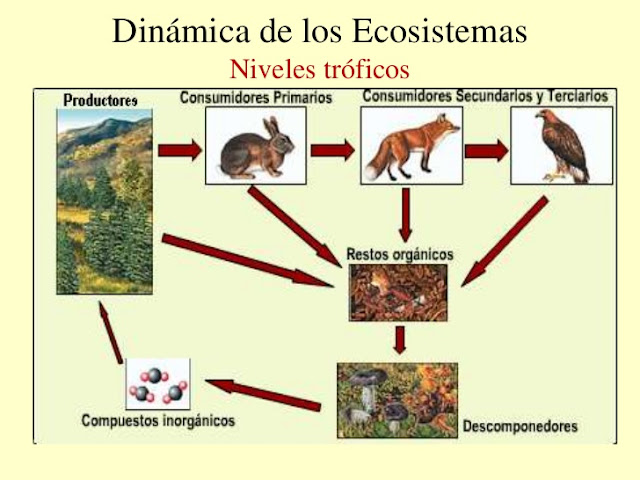 La Super Clase 5ºA: Aclaración Cadena Alimentaria- Red Alimentaria