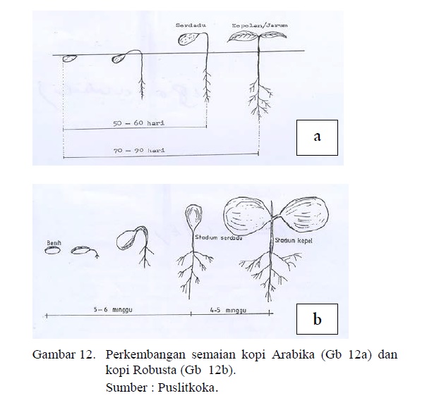 Pembibitan Tanaman Kopi Secara Generatif (Benih)