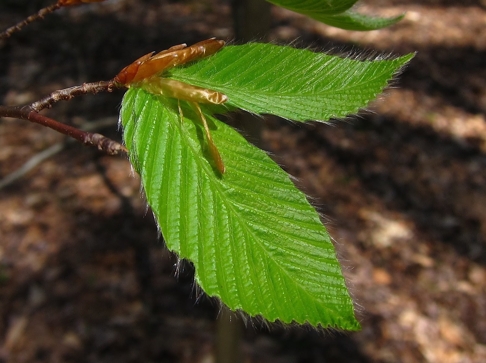 Saratoga woods and waterways: A May Day Floral Bouquet