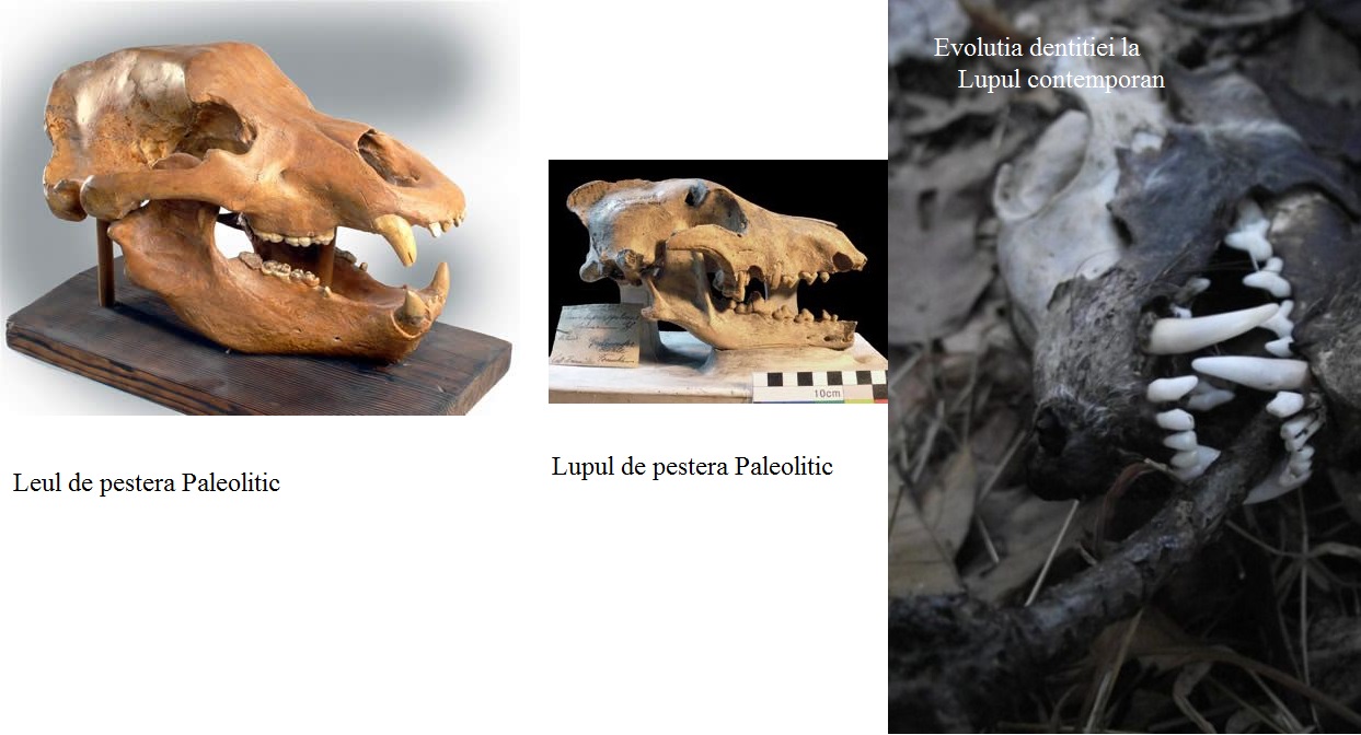 Acasa la nevasta: Steagul Dacilor, Leu