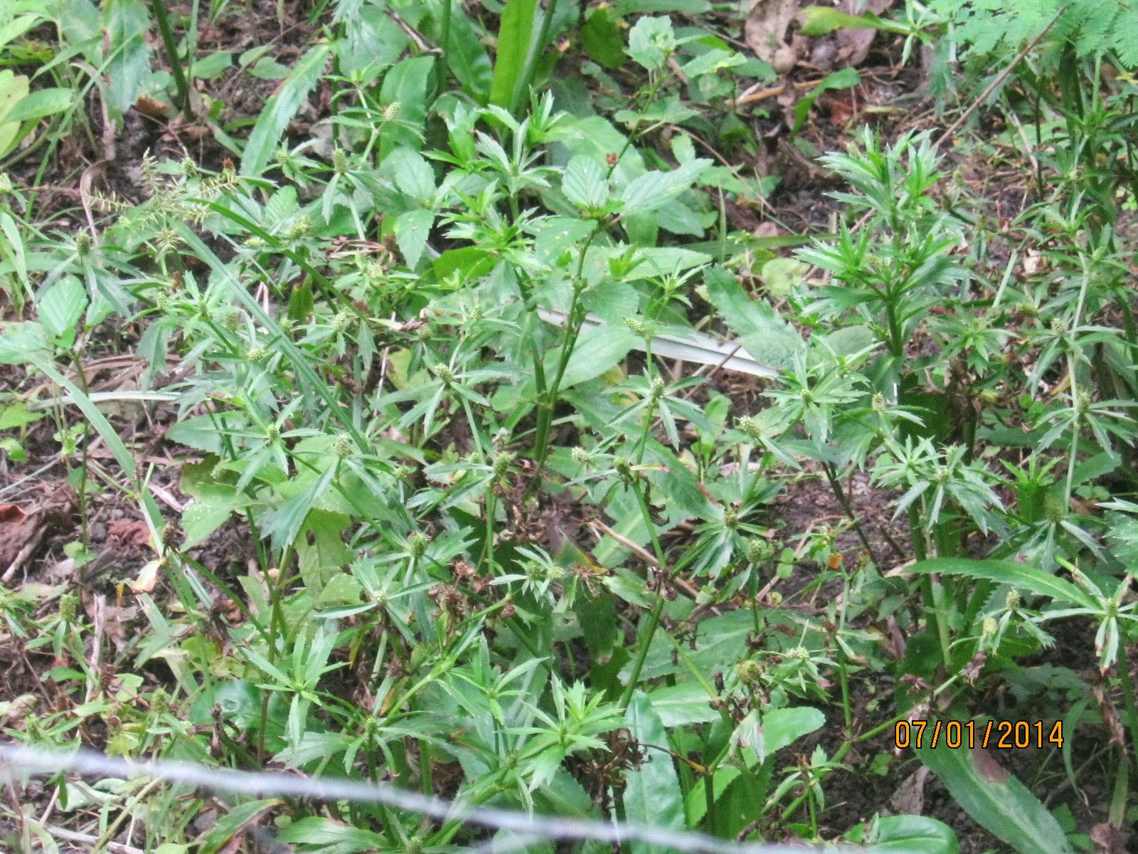 AGRO INDUSTRIA - IMANART: AJÍ, SABILA, ROMERO, CILANTRO CIMARRÓN Y ...