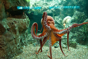 Giant Pacific Octopus: Habitat and Feeding Strategies