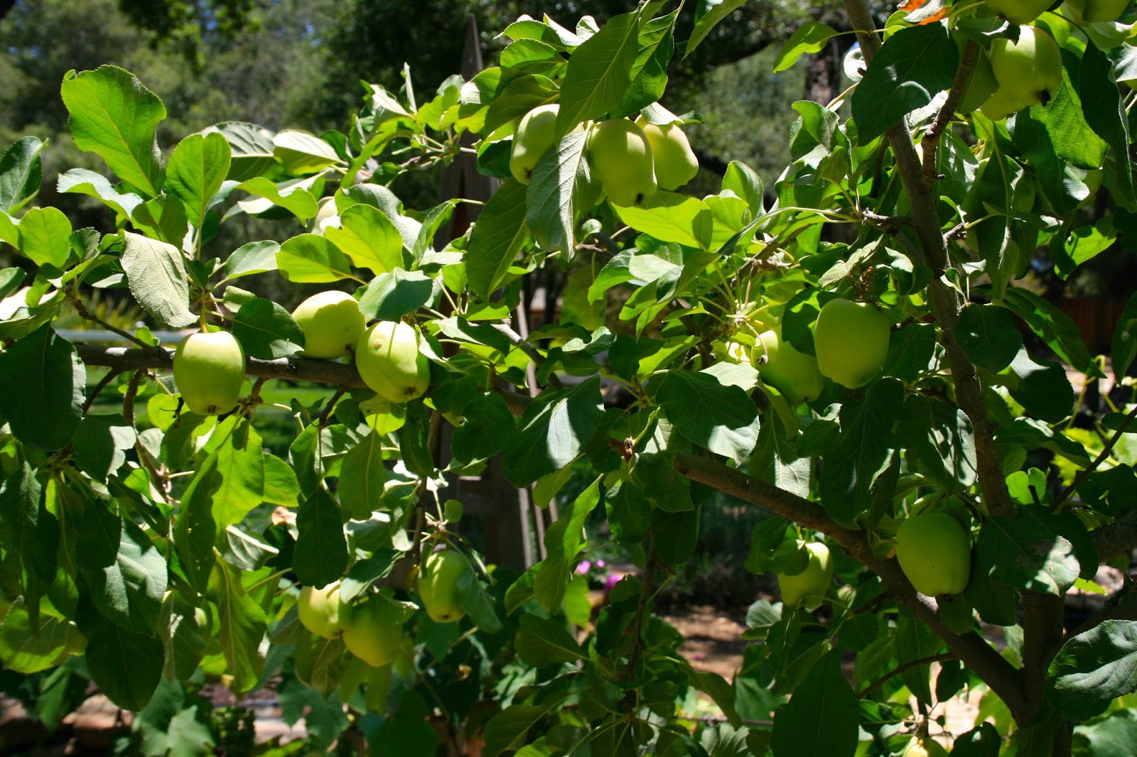 The Polished Pebble: Trees