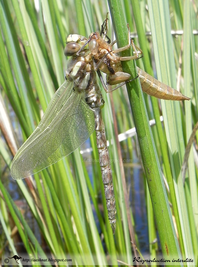 Dragonflies: Emergence | Focusing on Wildlife