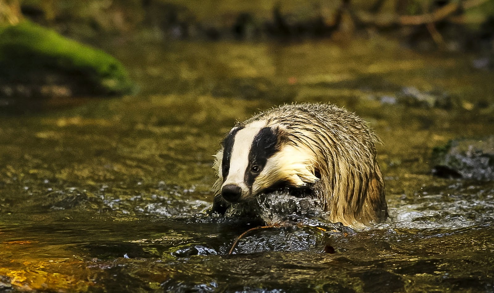 Kilometer G 0945: JAZVEC LESNÝ