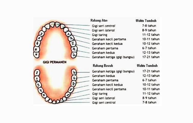 Gigi : Pengertian, Struktur, Fungsi, Jenis | Markas Belajar
