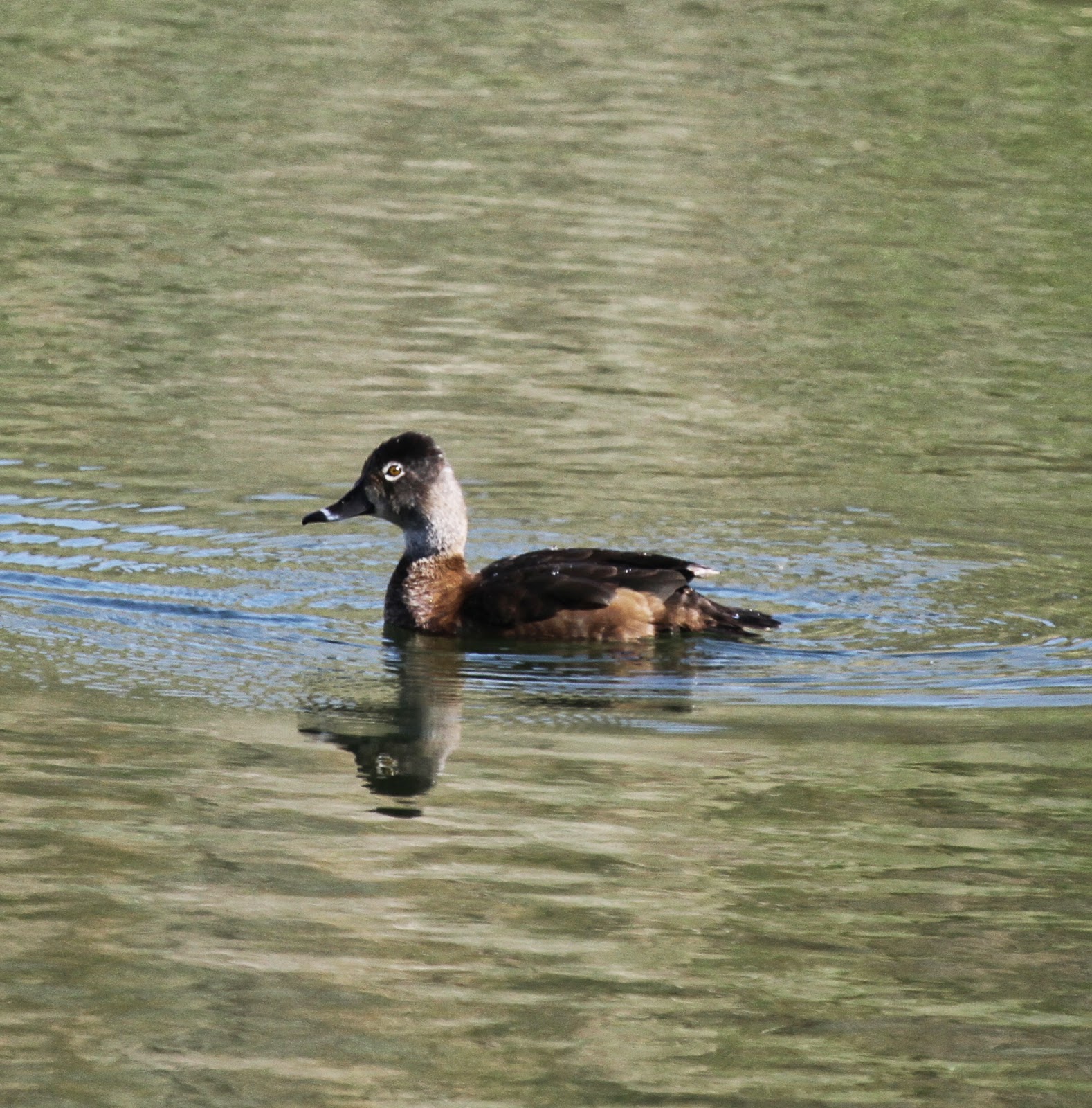 The Birds and the Bears: Ring-necked Duck