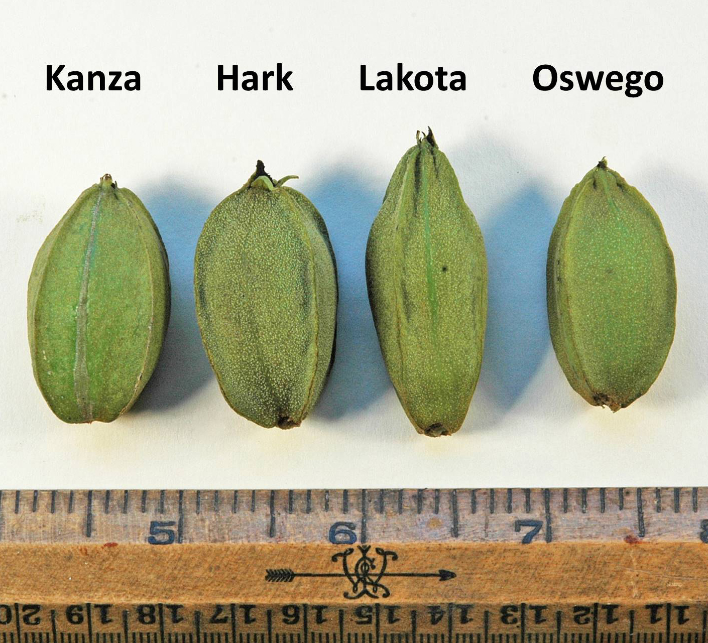 Northern Pecans: Pecan fruit sizing during July