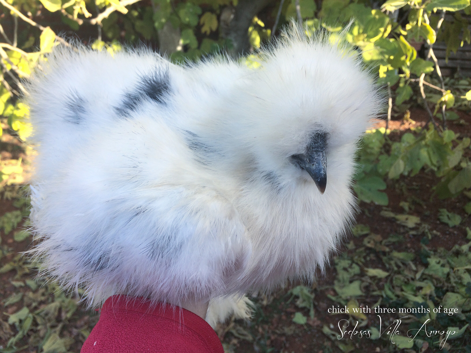 Sedosas Villa Arroyo: Silkies Color Paint 100% USA