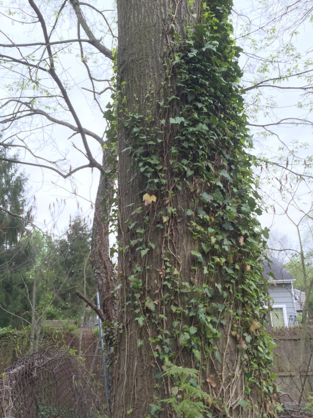 Princeton Nature Notes: Conquering Backyard Ivy in an Ivy League Town