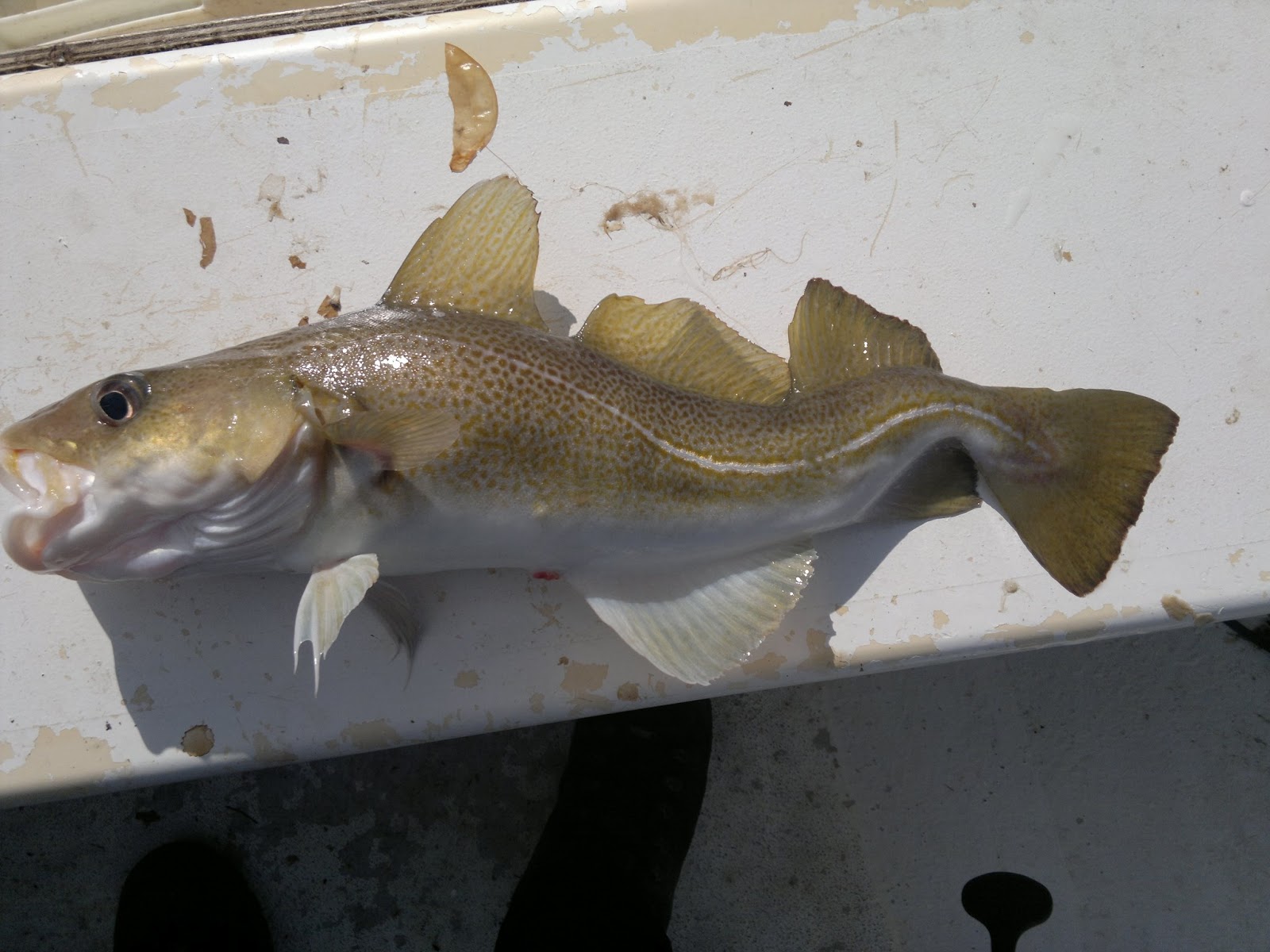 Velkommen til havfisken.: Hyse og torsk på pilk.