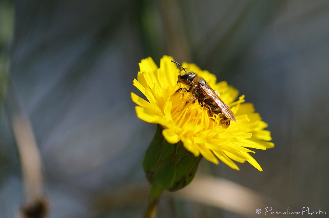 Pescalune Photo: A little summer bee