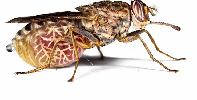 Top 10 Most Dangerous Animals in the World