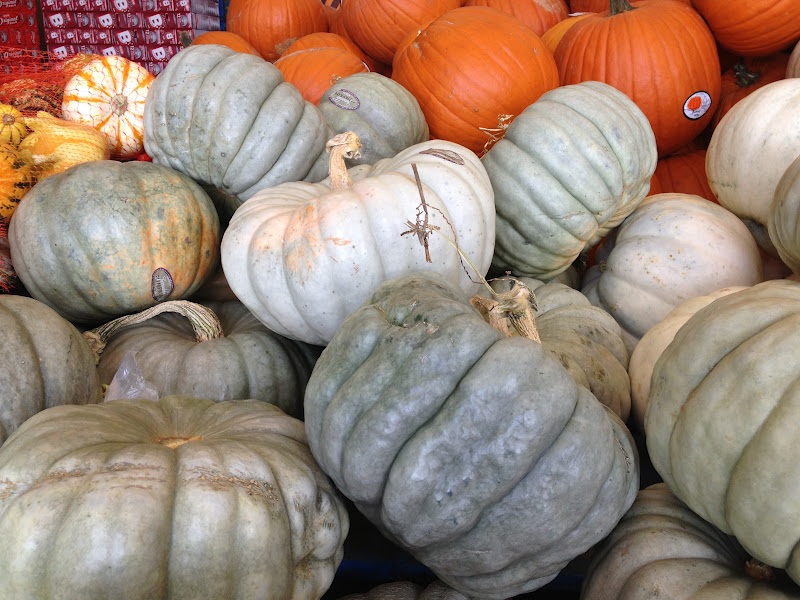 The Return of the Blue Pumpkins | sealaura