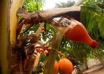 Bohol Tourist Spots: PHILIPPINES "TUBA" COCONUT WINE