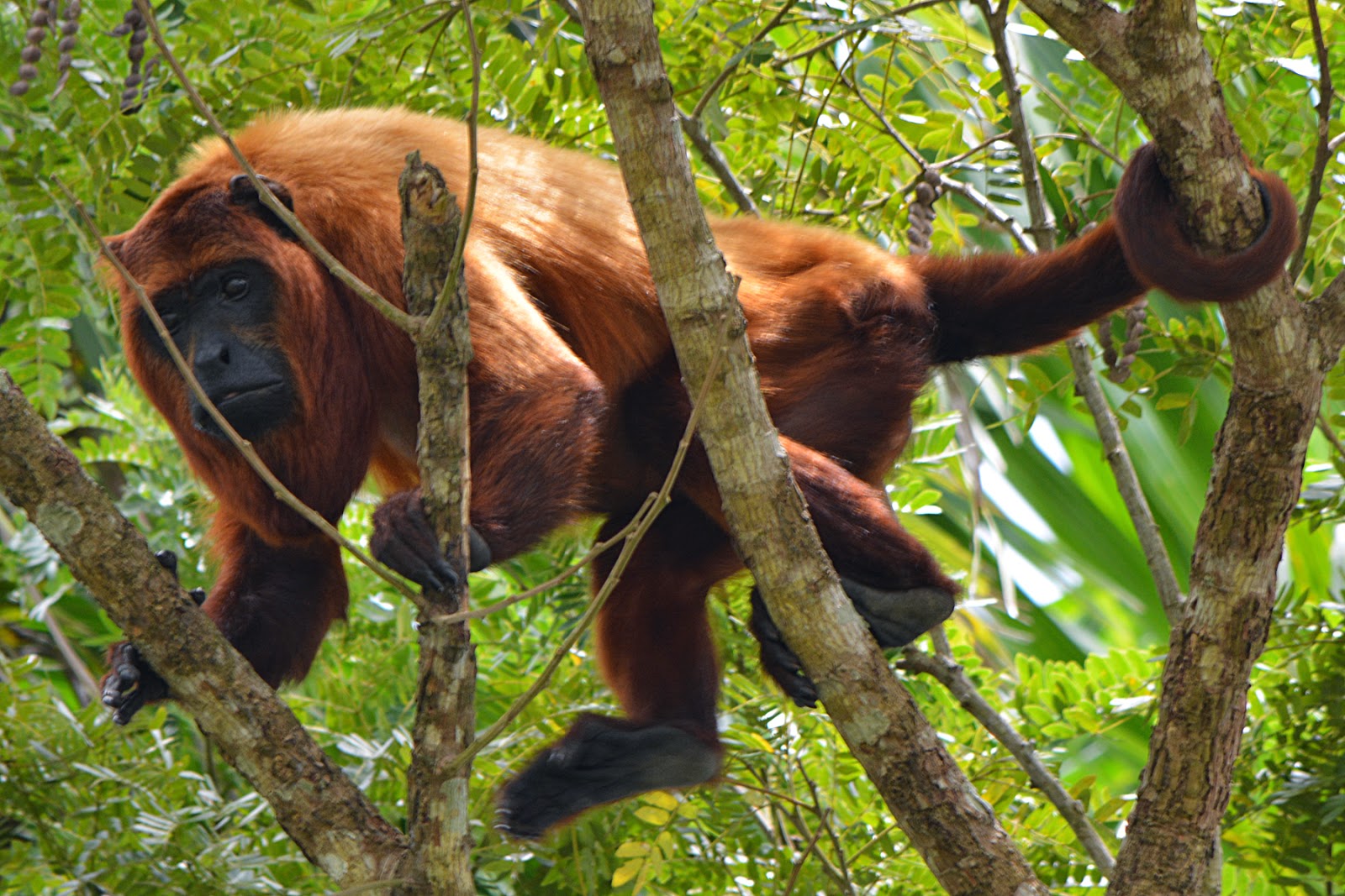 Humboldtina - Venezuela: Abenteuertour ins Orinoco-Delta, Delta Amacuro ...