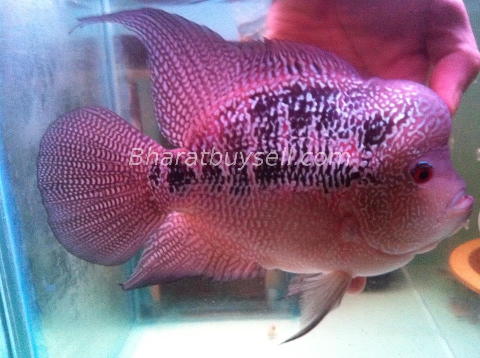 Flowerhorn The Hybrid Cichlids: King Kamfa