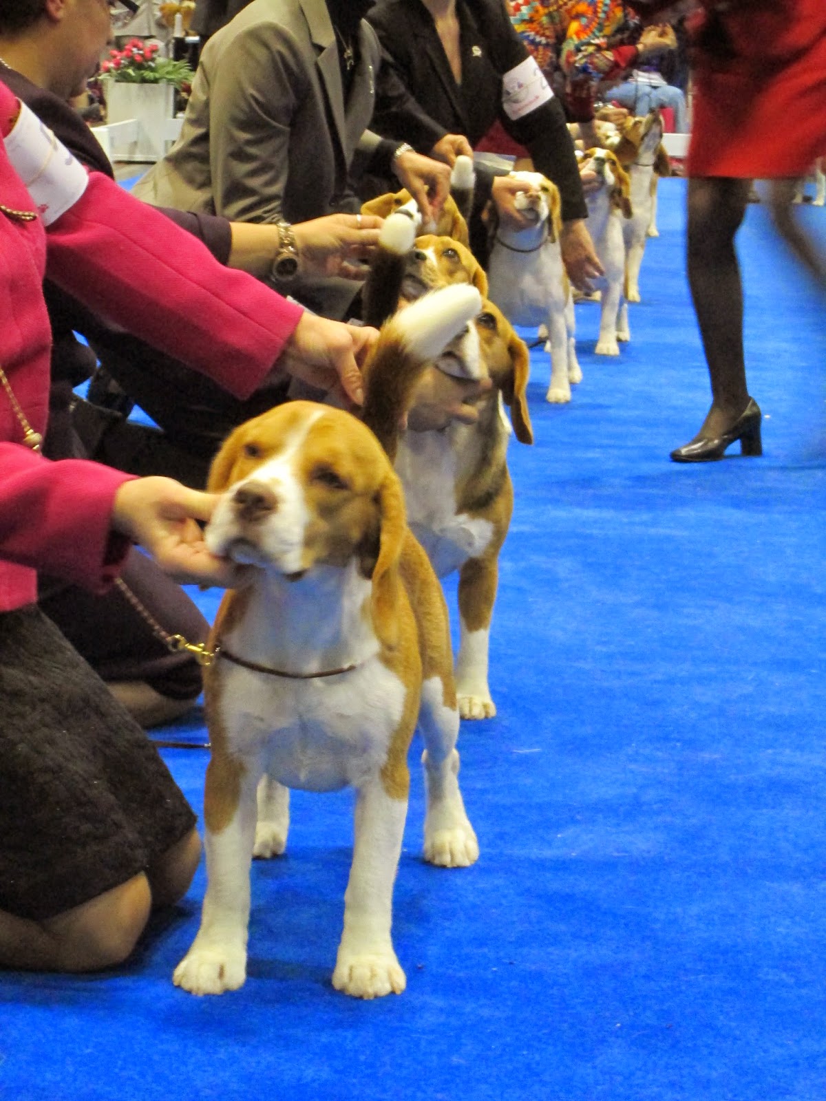 Life With Beagle: Want a show beagle like Miss P? 5 things to know