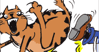 How do you prevent cats from tearing up sofas? > General Discussion ...