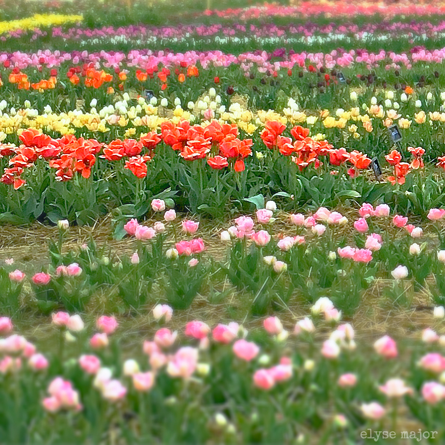 tinkered treasures: flower fangirl