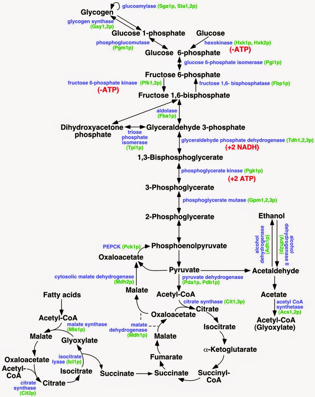 Gluconeogenesis Definition Pathway Cycle Diagram Gluconeogenesis Pathway, Gluconeogenesis ...