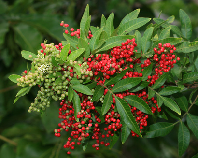 A Vida Nos Bosques: Aroeiras-pimenteiras - Schinus sp.